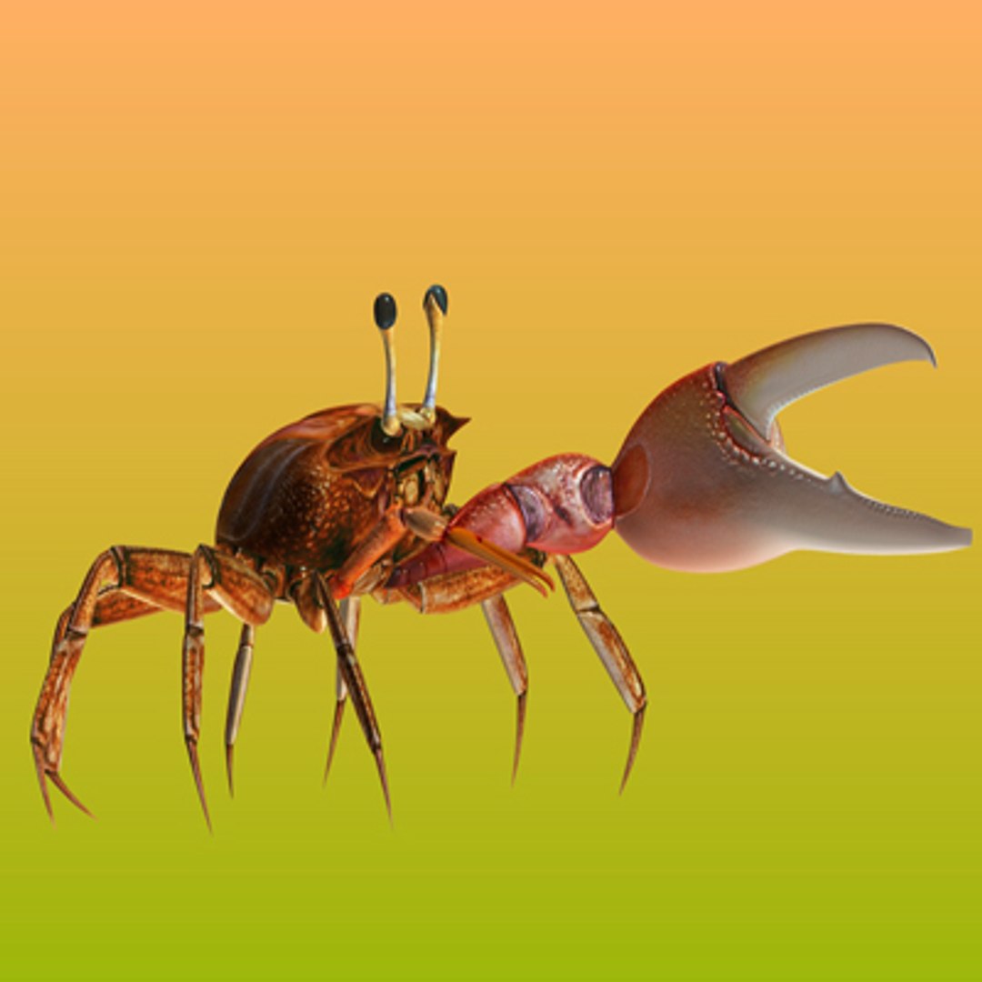 3d fiddler crab