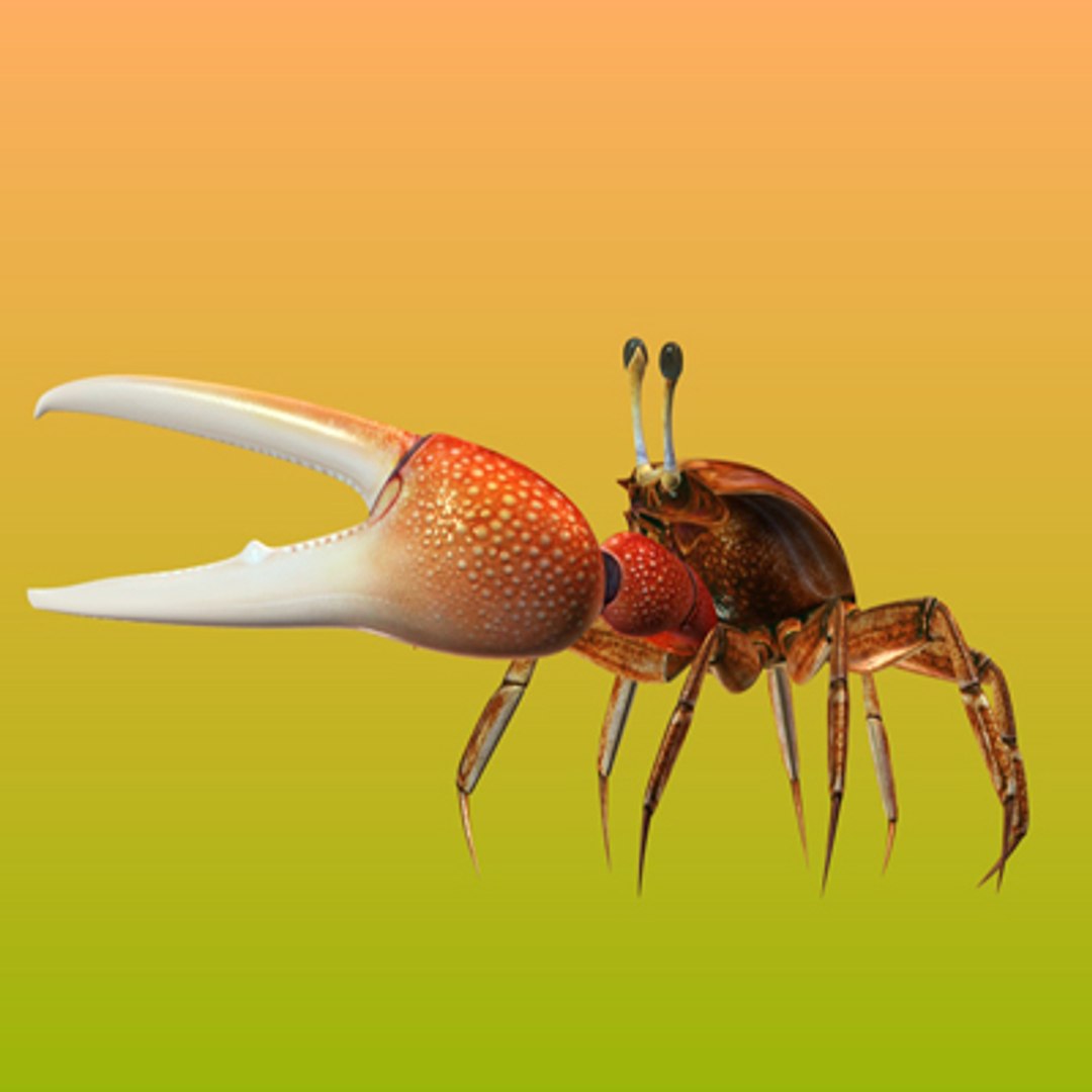 3d fiddler crab