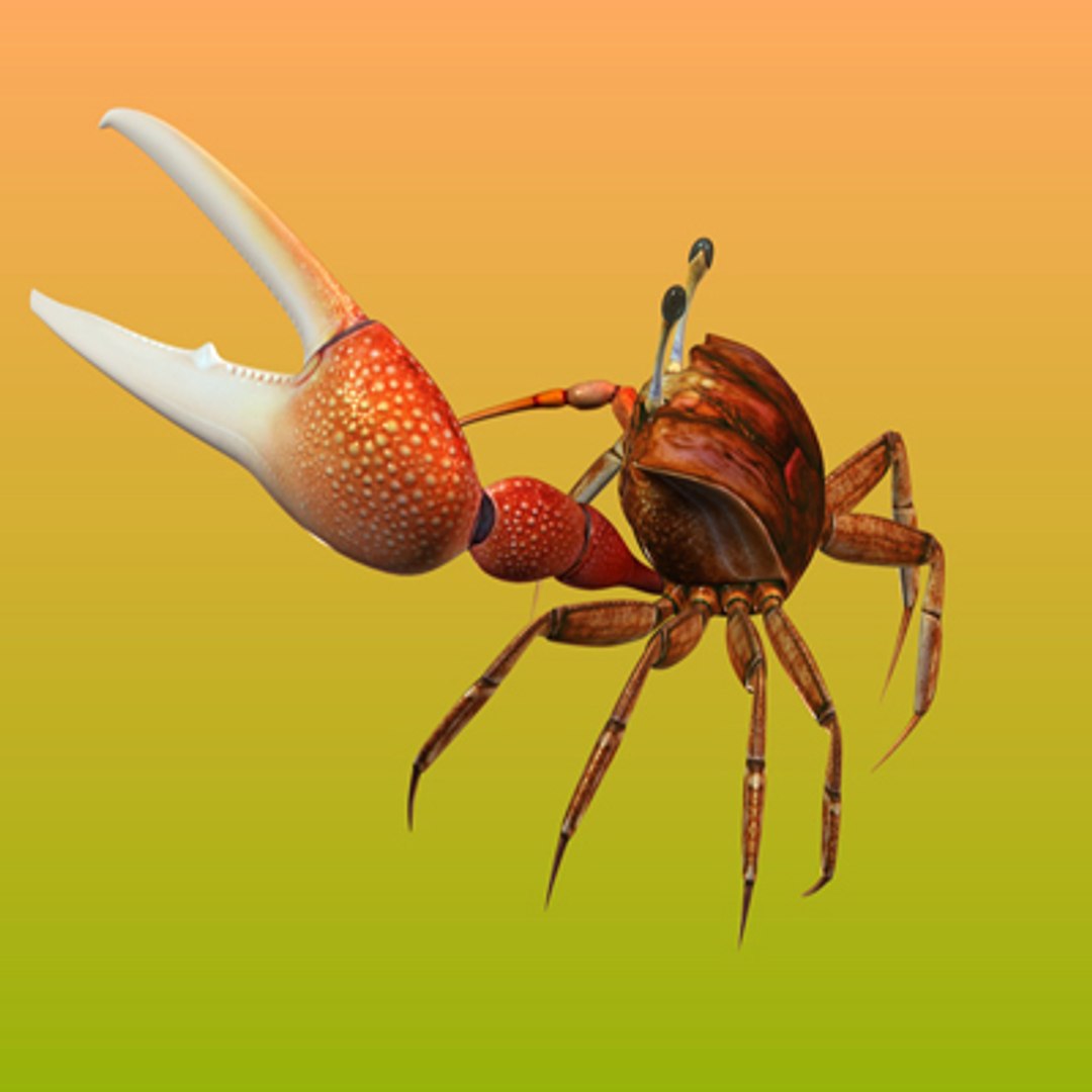 3d fiddler crab
