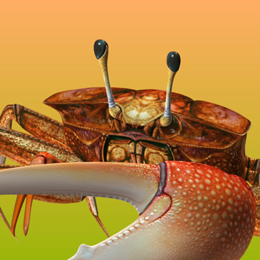 3d fiddler crab