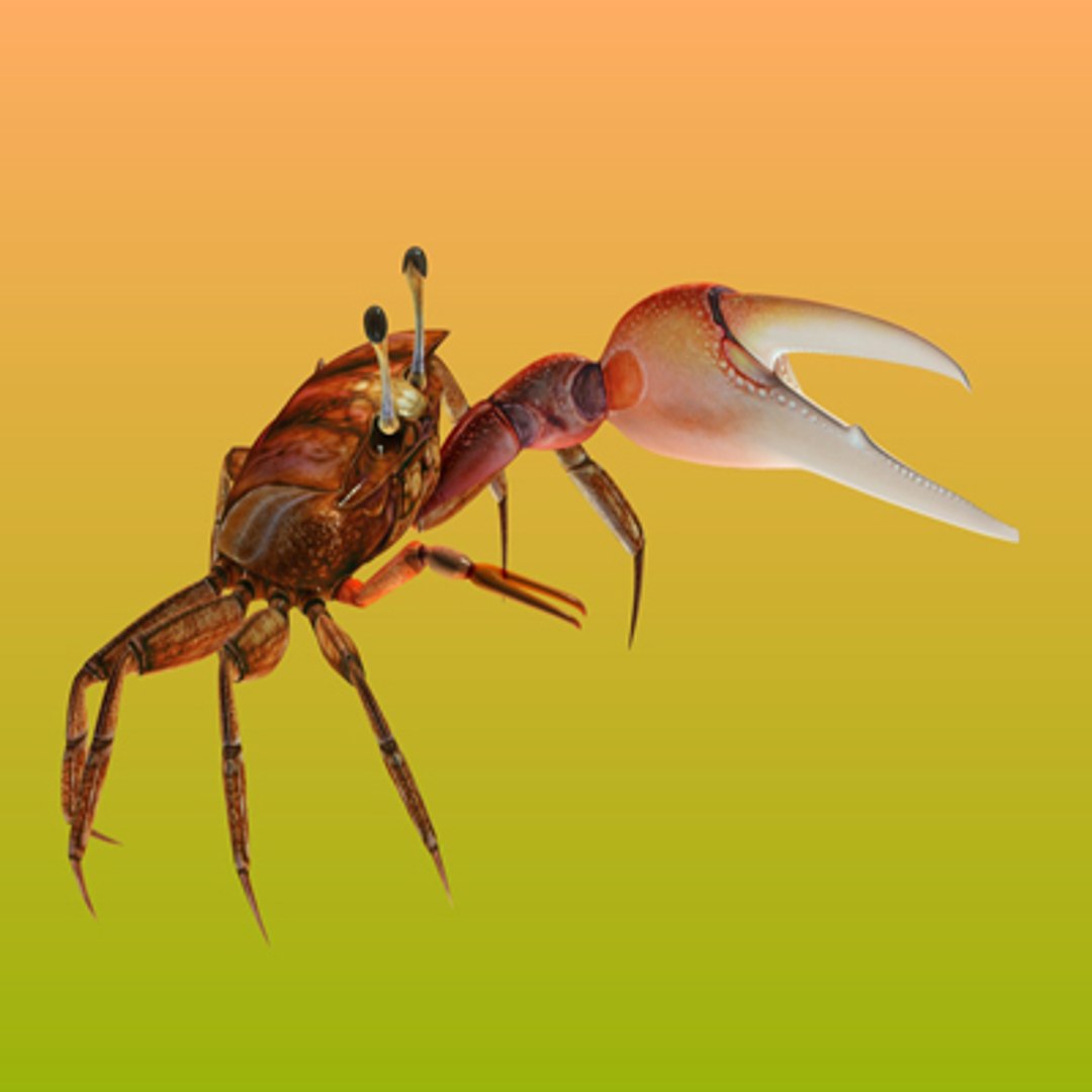 3d fiddler crab