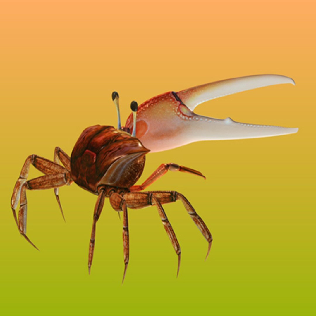 3d fiddler crab