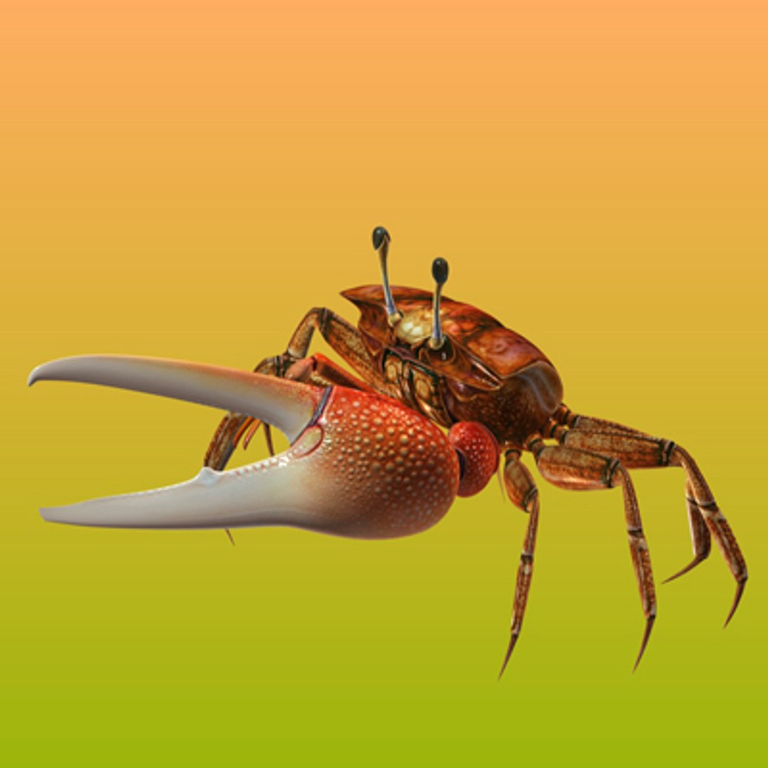 3d fiddler crab