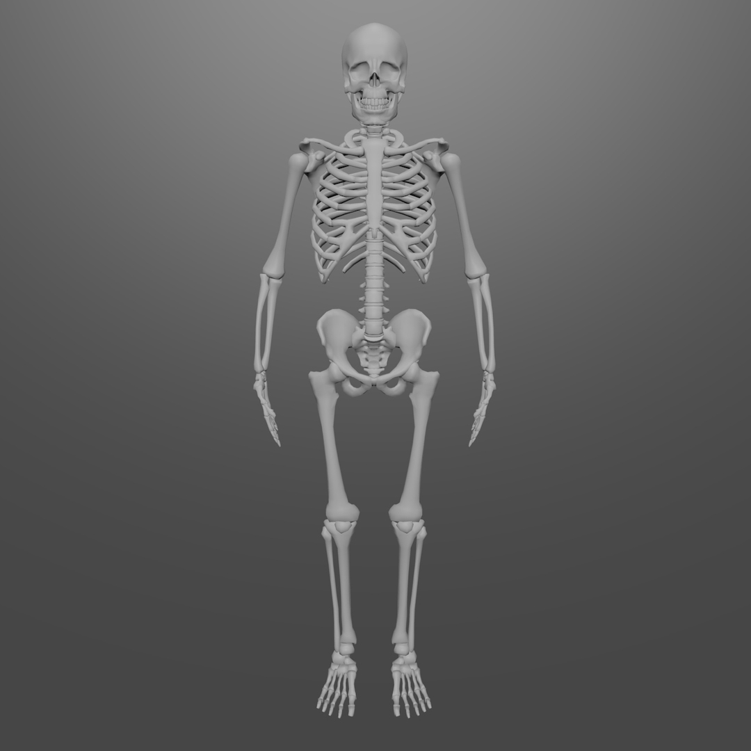 3d Obj Human Skeleton
