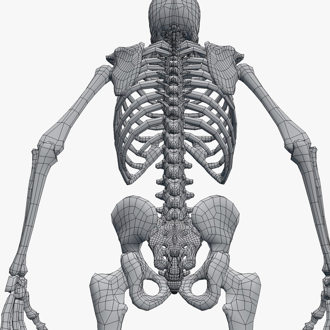 3d Obj Human Skeleton