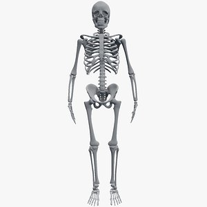 Download 3D Human Skeleton Blender Models - TurboSquid