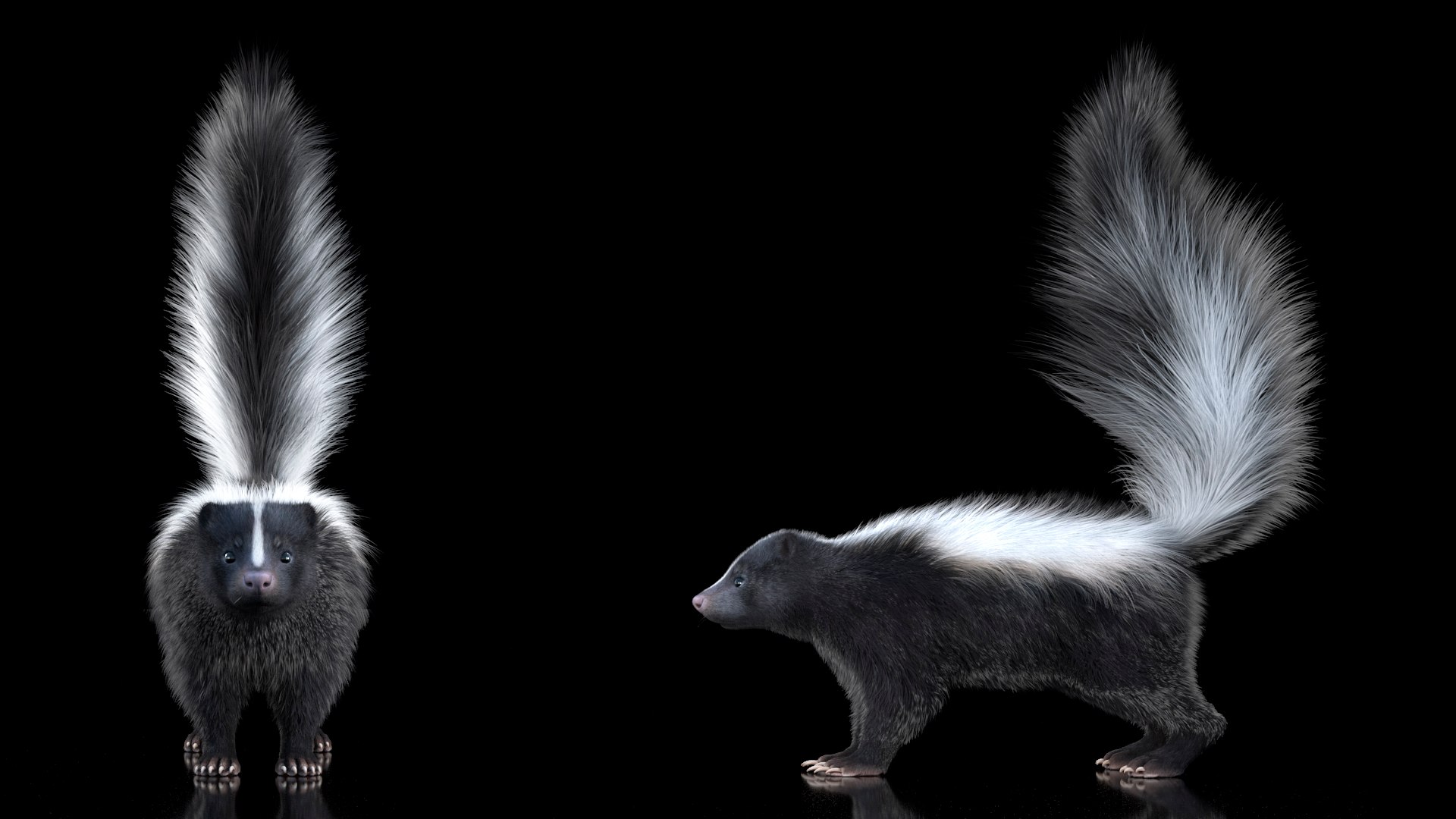 Skunk Fur 3D model - TurboSquid 2107331