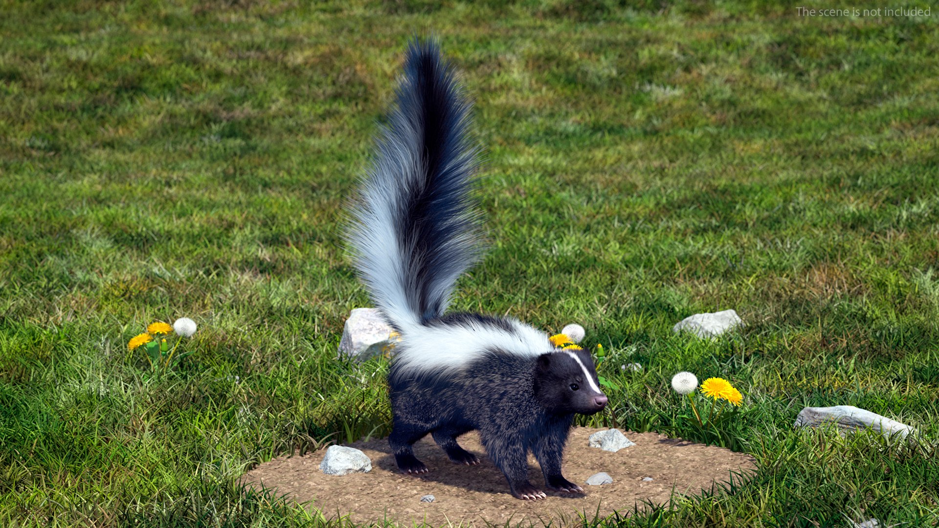 Skunk Fur 3D model - TurboSquid 2107331