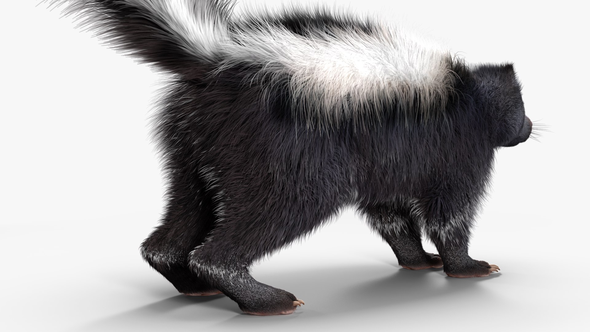 Skunk Fur 3d Model Turbosquid 2107331