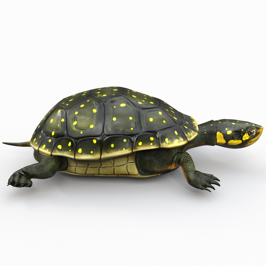 3d spotted turtle