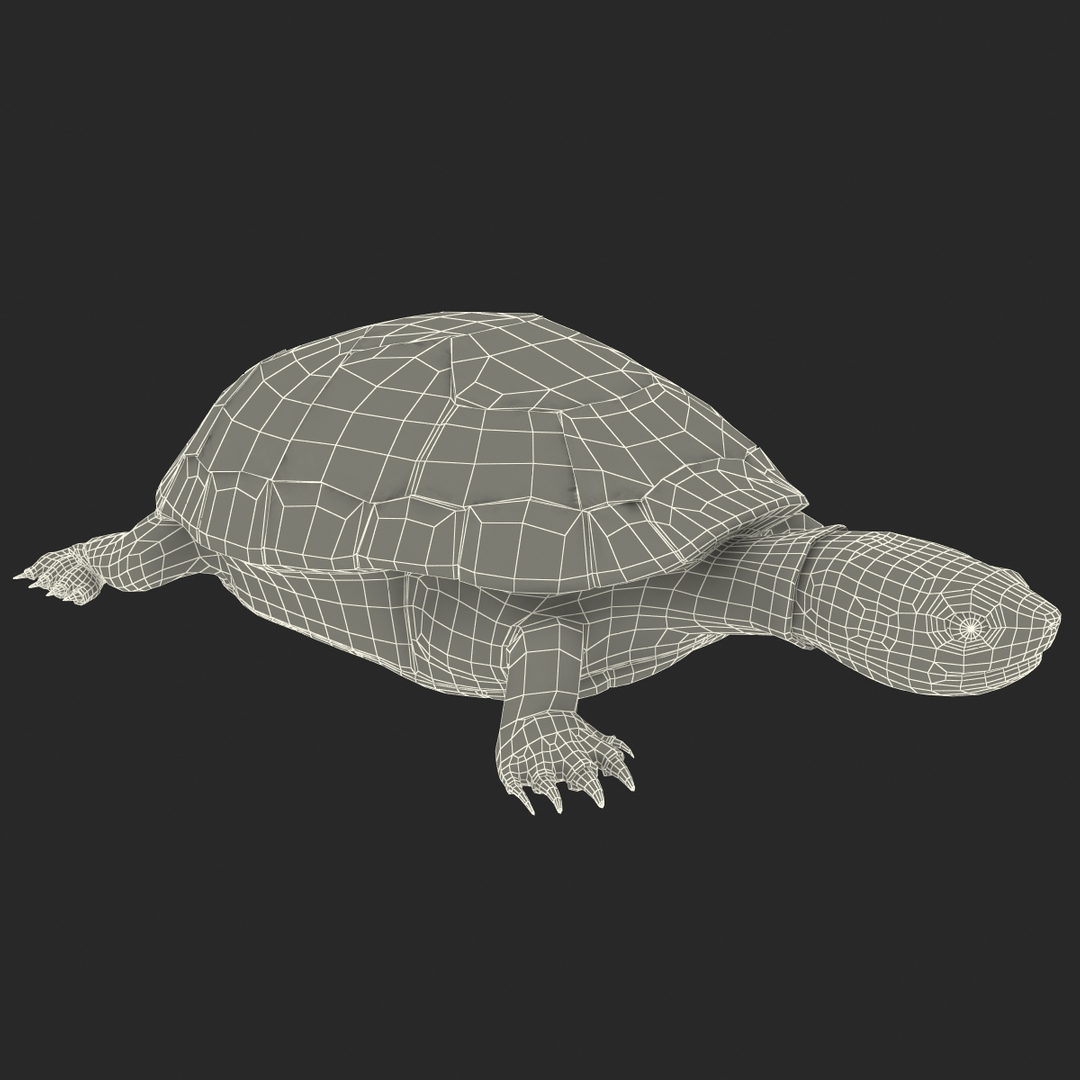 3d spotted turtle