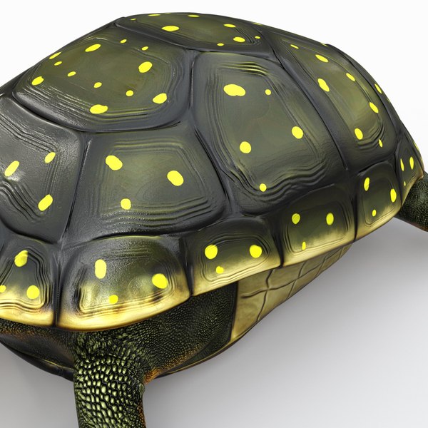 3d spotted turtle