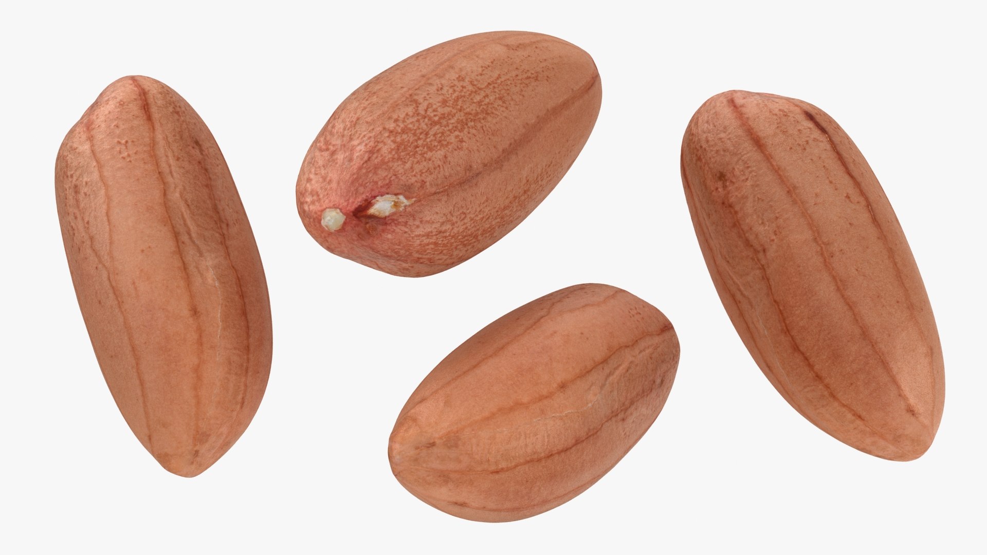 Peanut Kernel 03 3D Model - TurboSquid 1954805