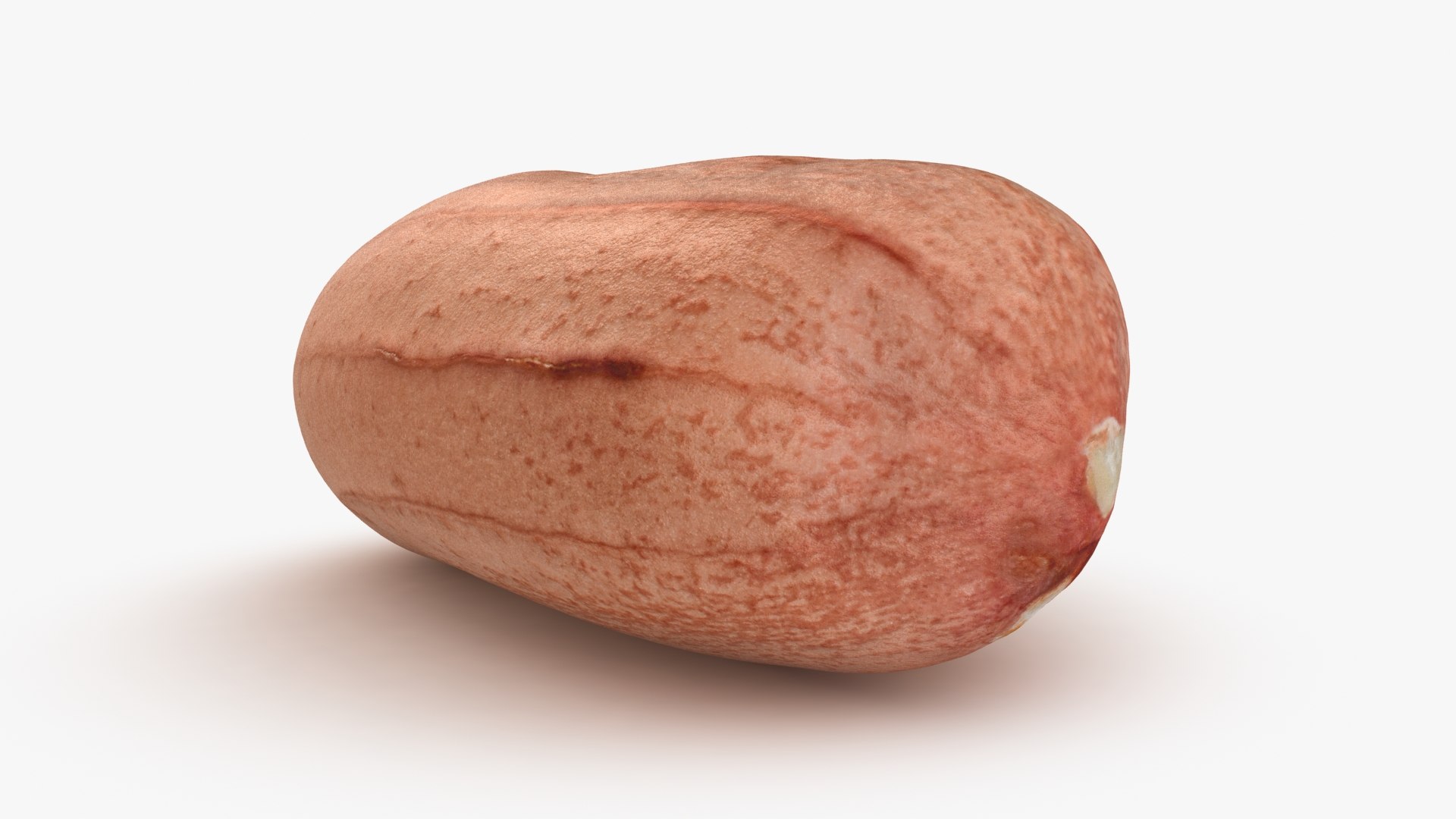 Peanut Kernel 03 3D Model - TurboSquid 1954805