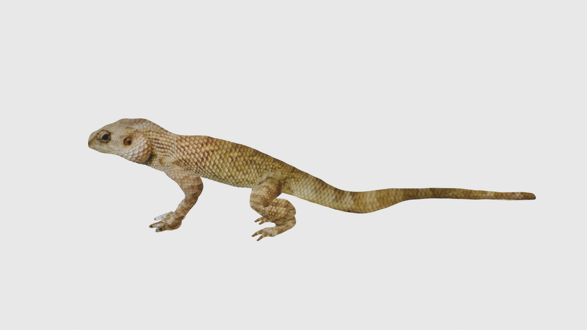 3D Low Poly Lizard Rigged With Realistic Texture - TurboSquid 1876195