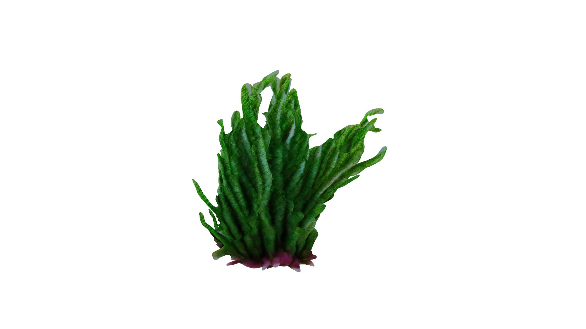 3D Seaweed Model - TurboSquid 2221406