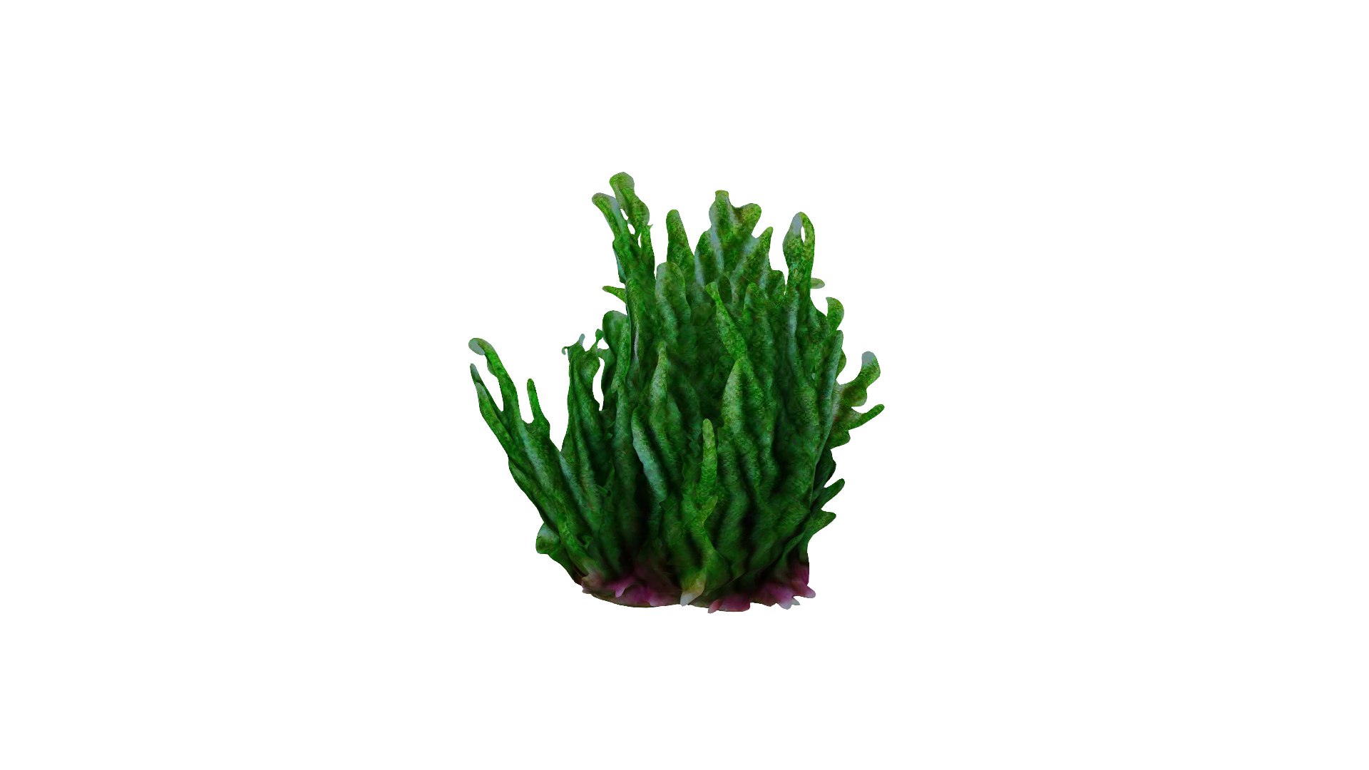 3D Seaweed Model - TurboSquid 2221406