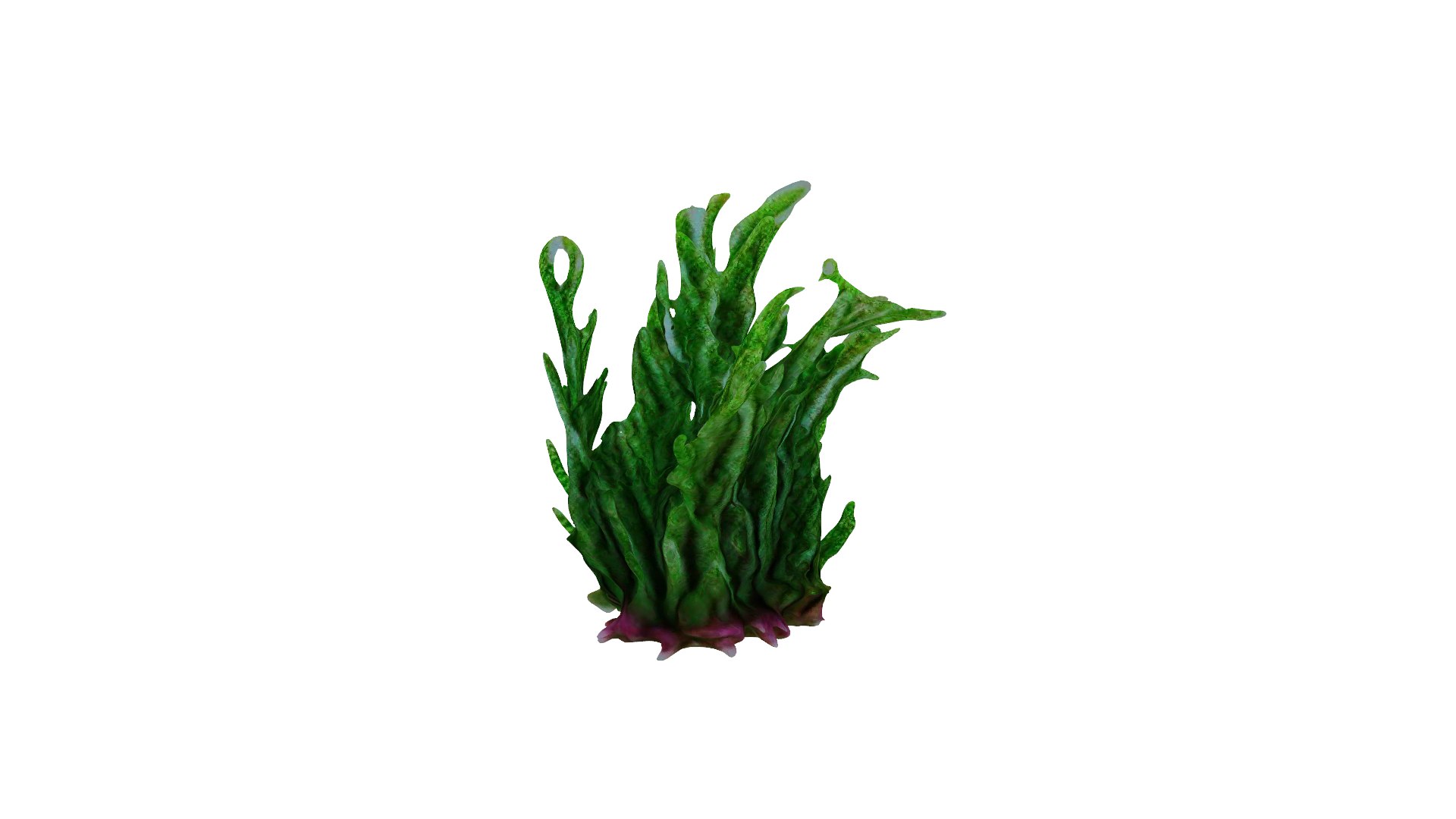 3D Seaweed Model - TurboSquid 2221406