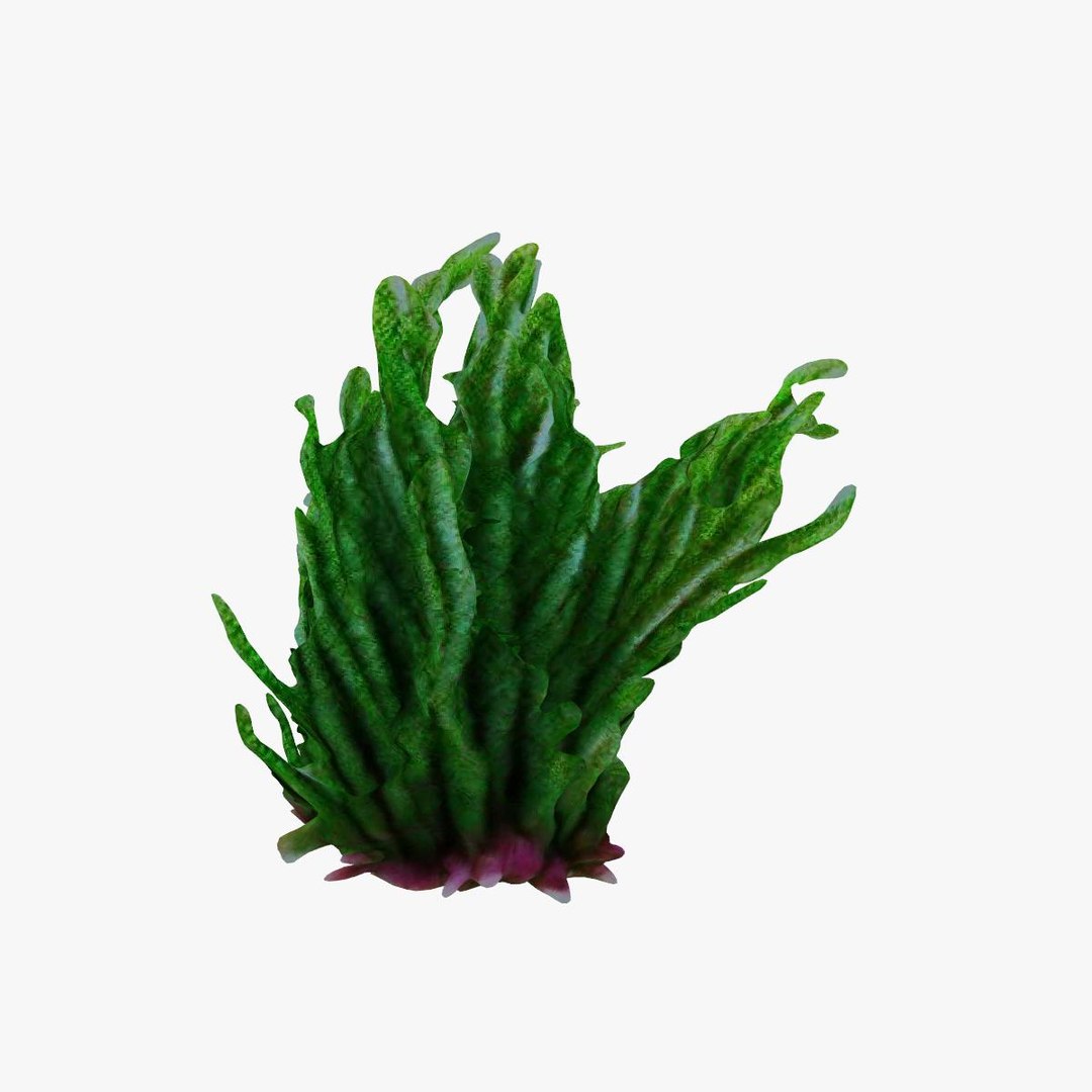 3D Seaweed Model - TurboSquid 2221406