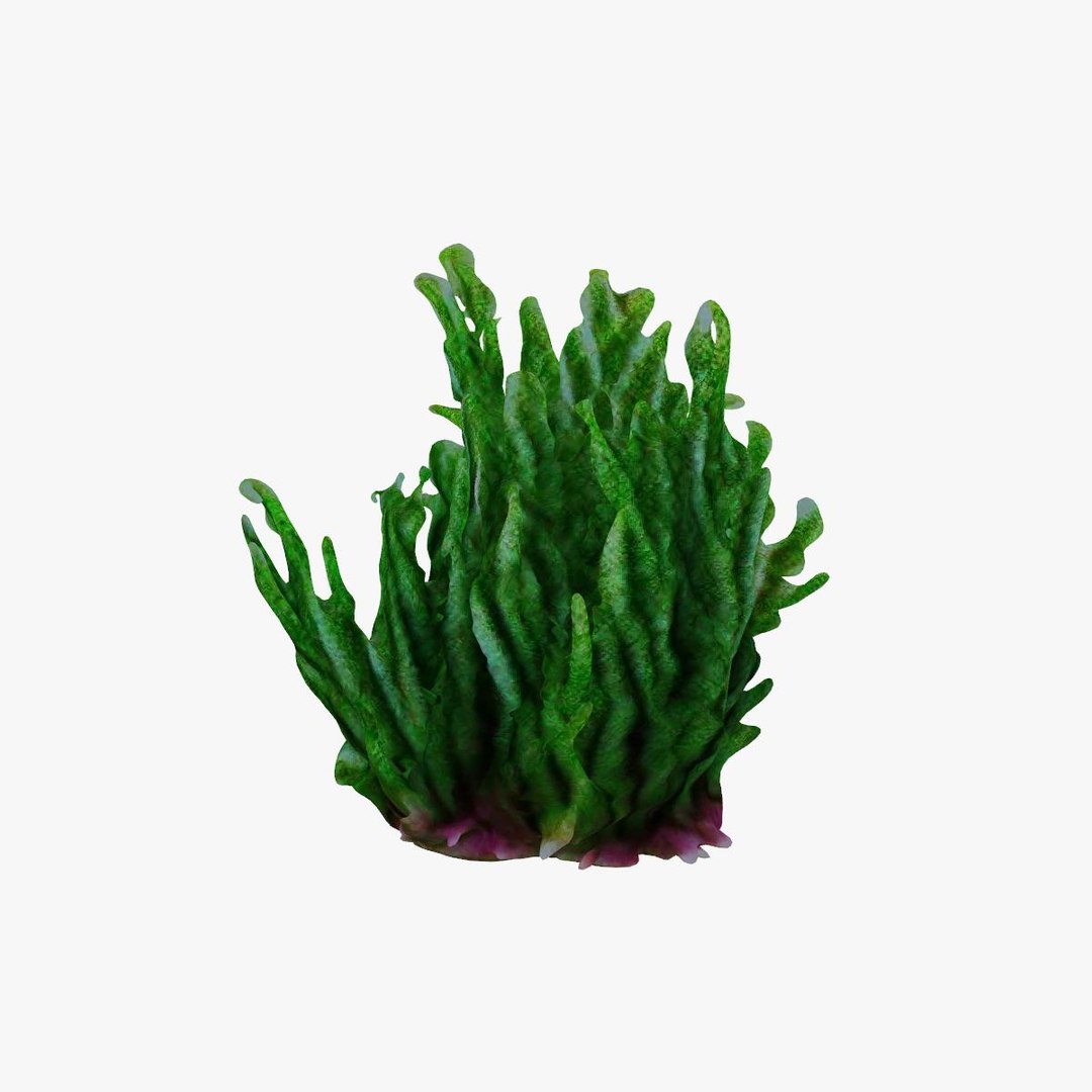 3D Seaweed Model - TurboSquid 2221406