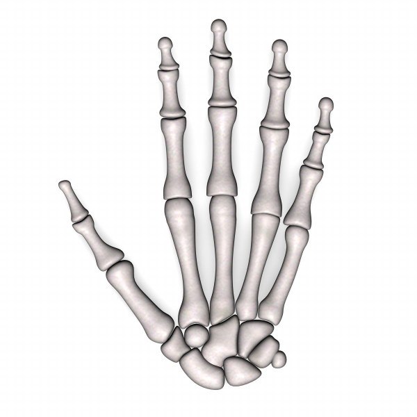3d hand bones model