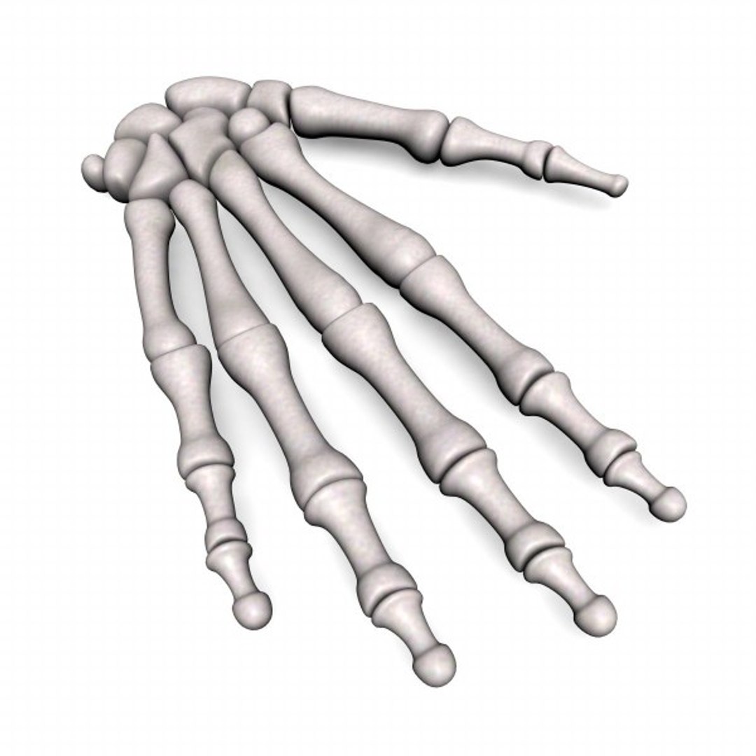 3d Hand Bones Model
