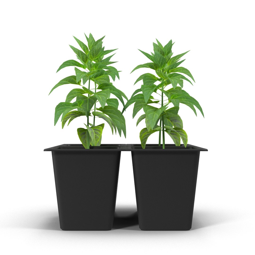 3d Bell Pepper Seedlings Model