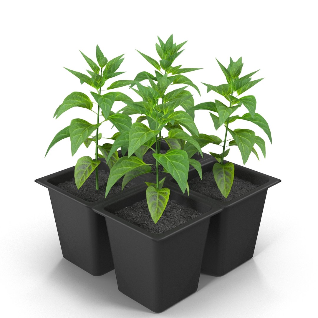 3d Bell Pepper Seedlings Model