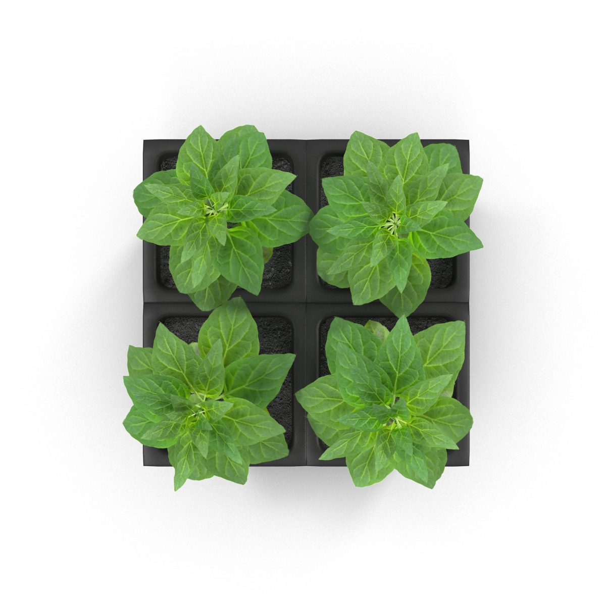 3d bell pepper seedlings model