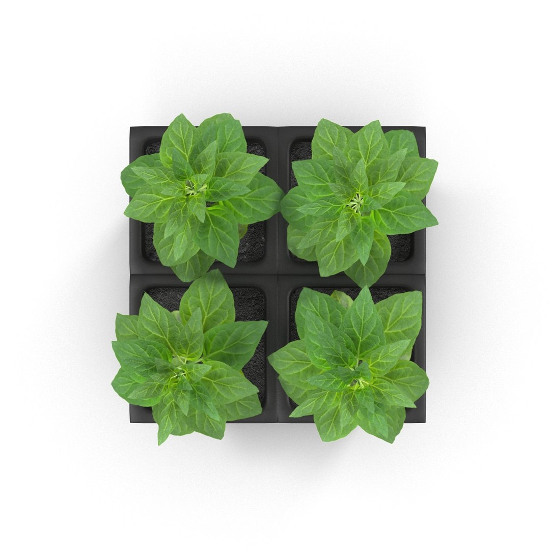 3d Bell Pepper Seedlings Model