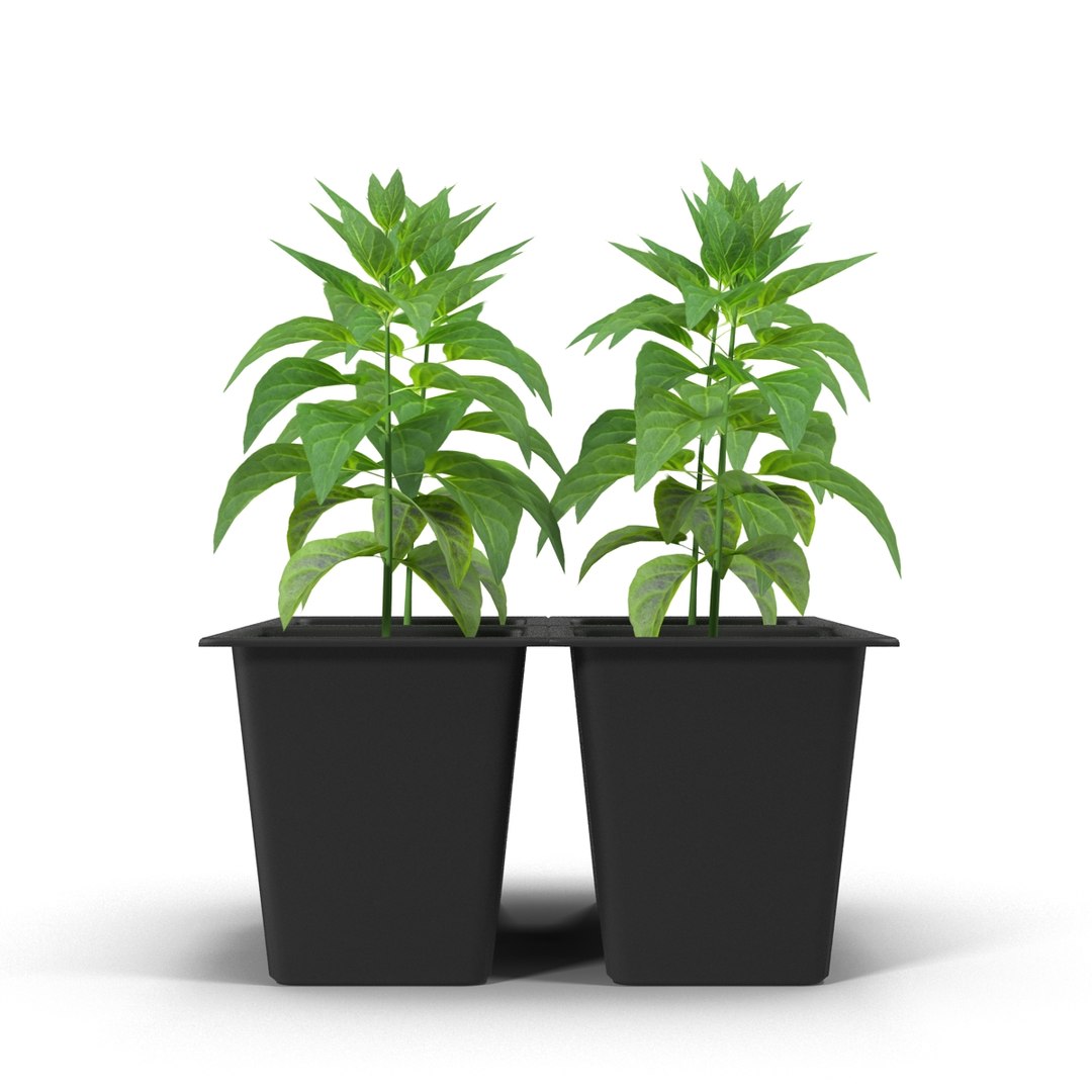 3d Bell Pepper Seedlings Model