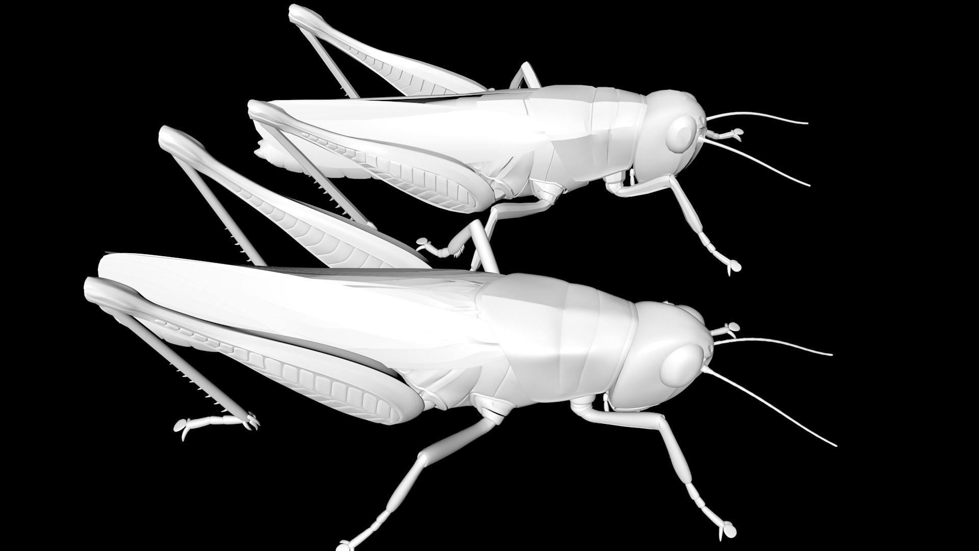 Grasshopper Insect 3D Model - TurboSquid 1689116