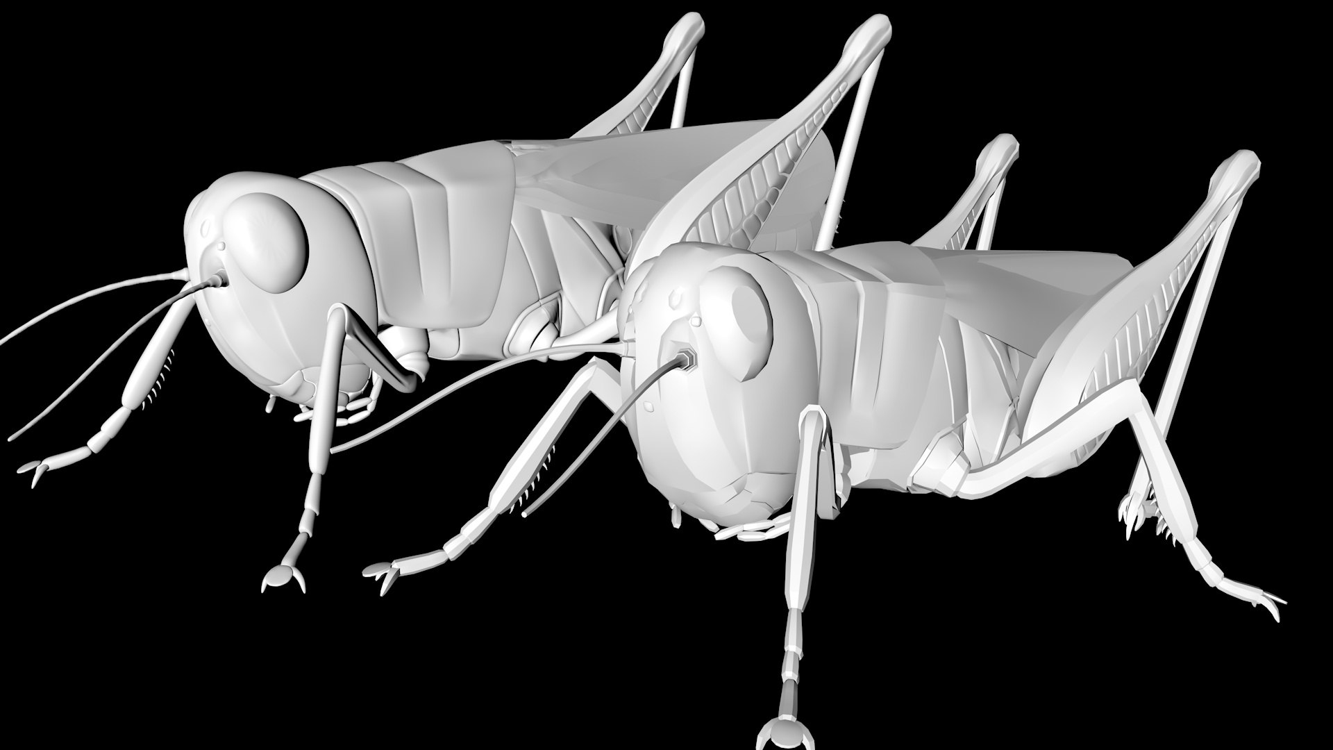 Grasshopper Insect 3D Model - TurboSquid 1689116