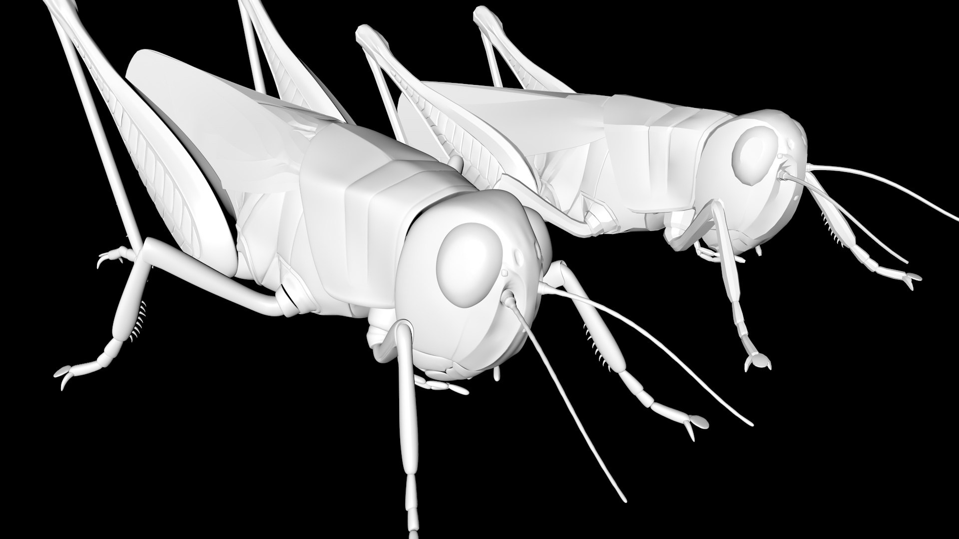 Grasshopper Insect 3D Model - TurboSquid 1689116