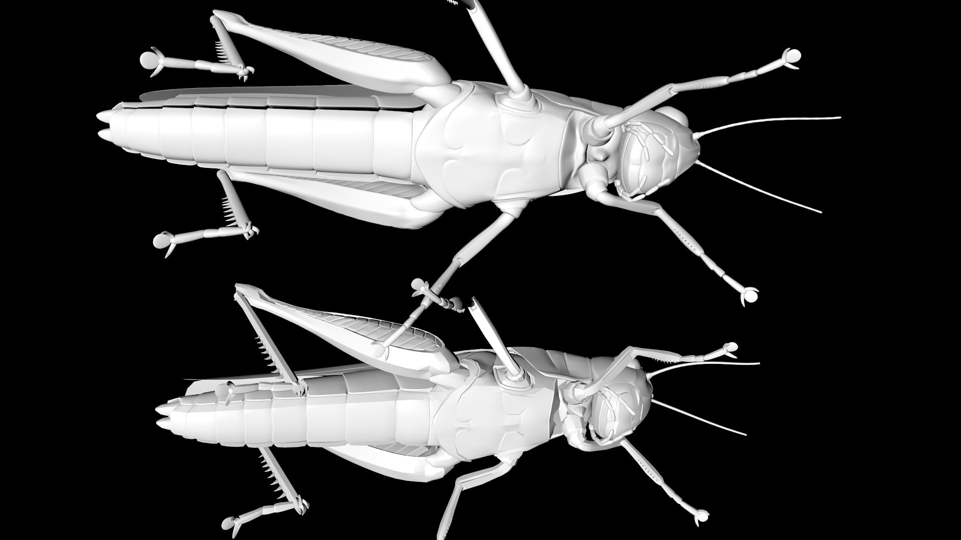 Grasshopper Insect 3D Model - TurboSquid 1689116