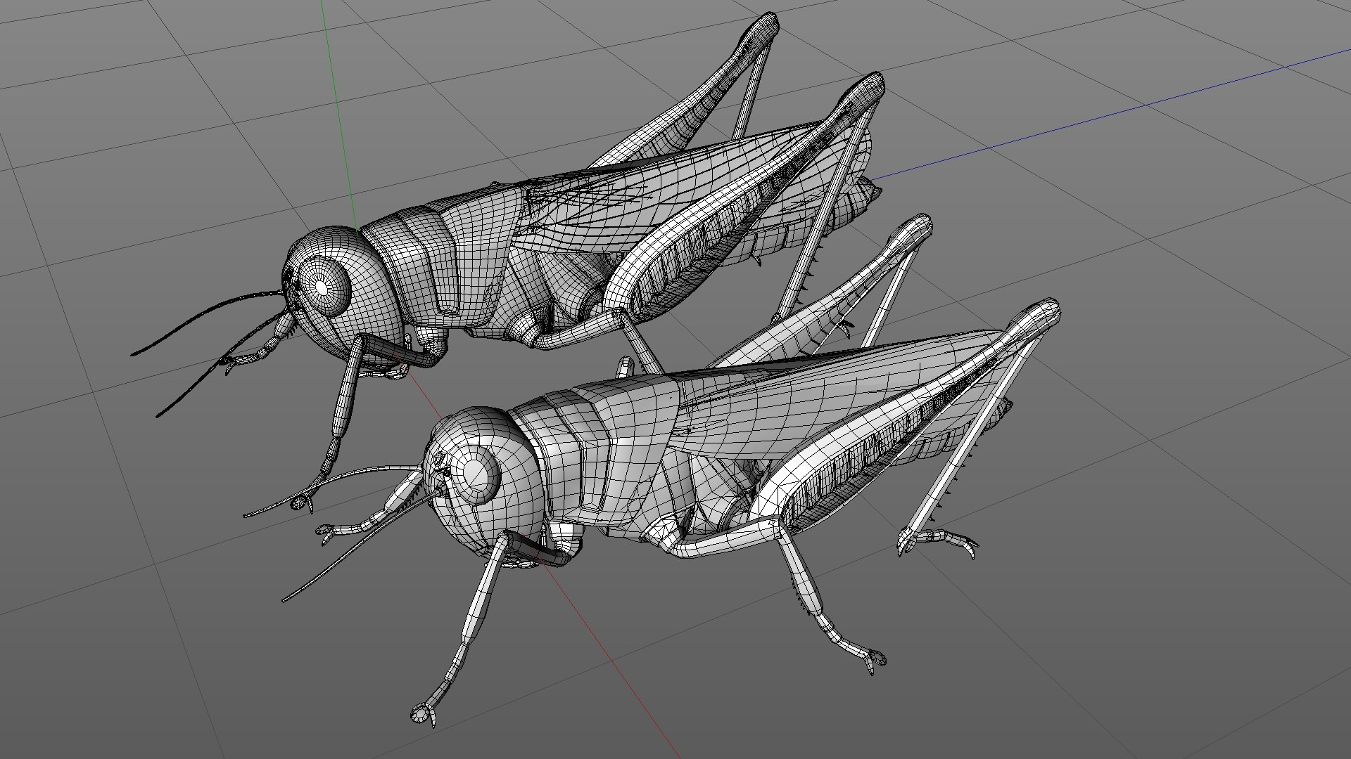 Grasshopper Insect 3D Model - TurboSquid 1689116