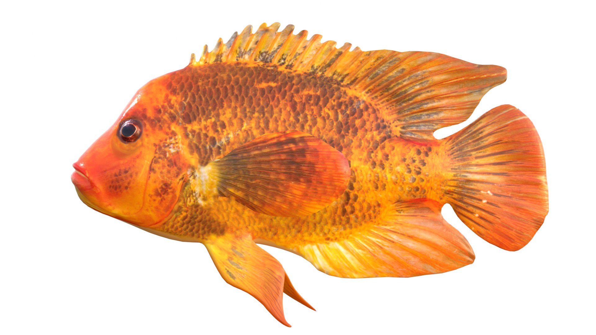 Midas Cichlid Fish 3D Model - TurboSquid 2512217