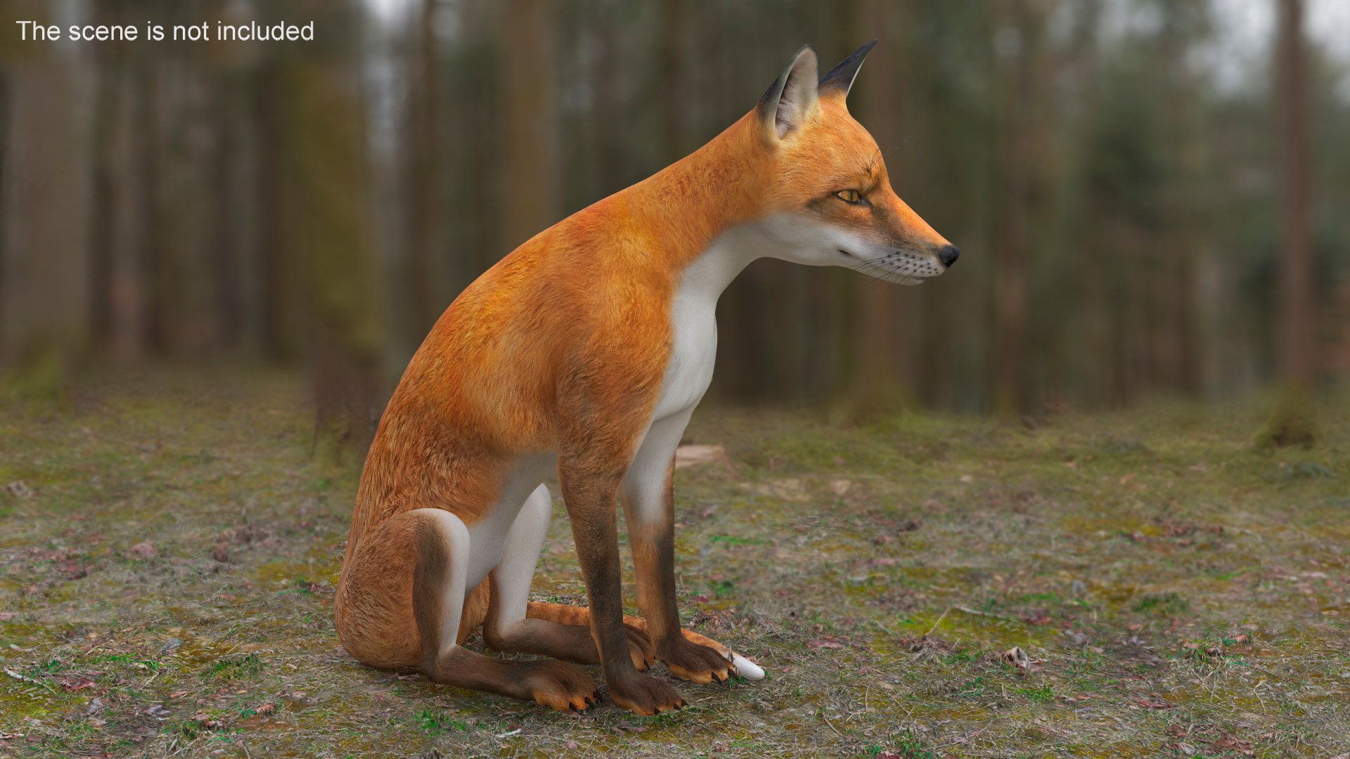 3D Wild Red Fox Sitting Pose - TurboSquid 2191941