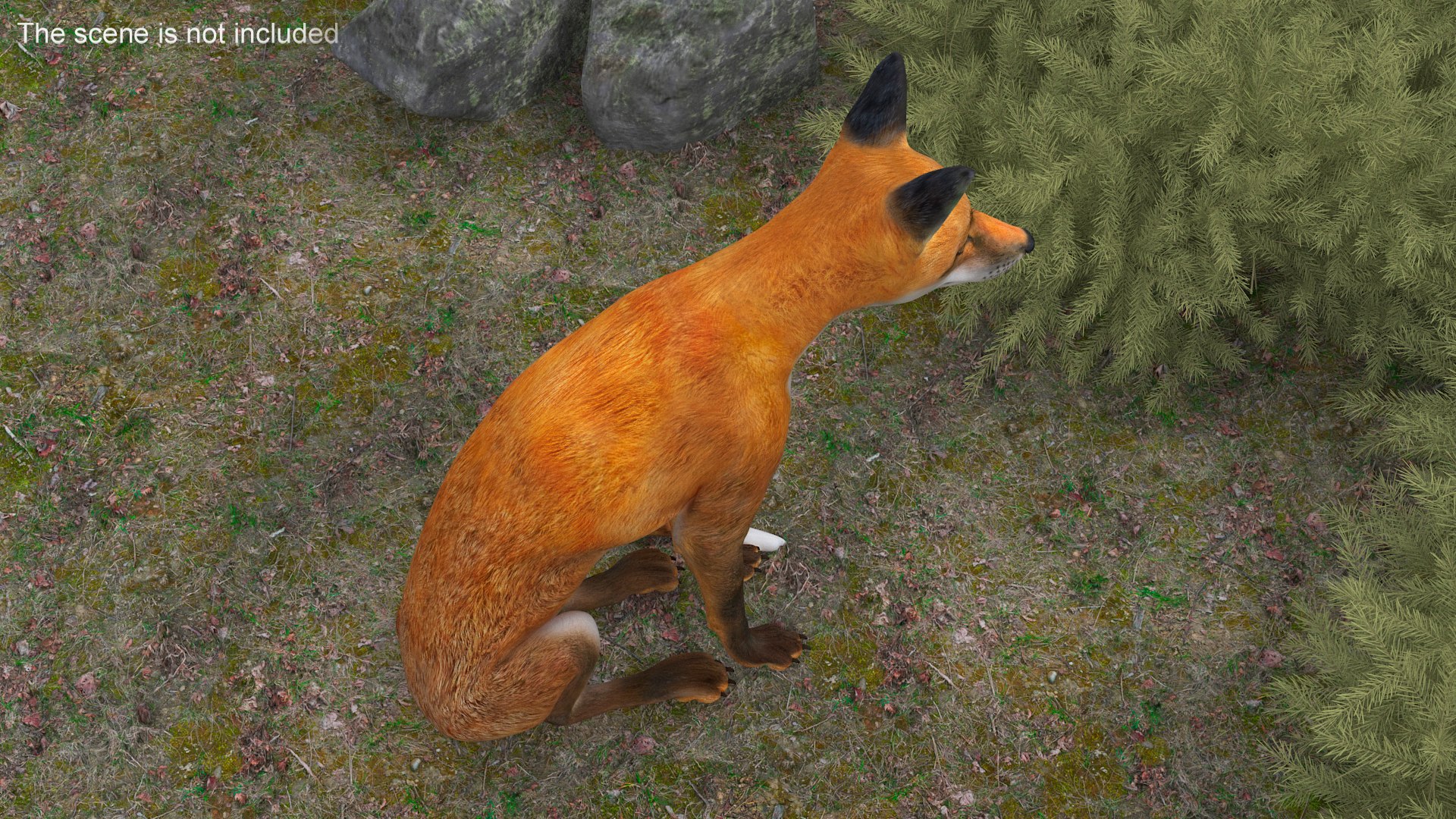 3D Wild Red Fox Sitting Pose - TurboSquid 2191941