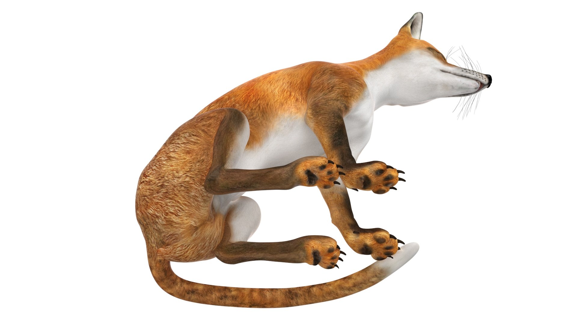 3D Wild Red Fox Sitting Pose - TurboSquid 2191941