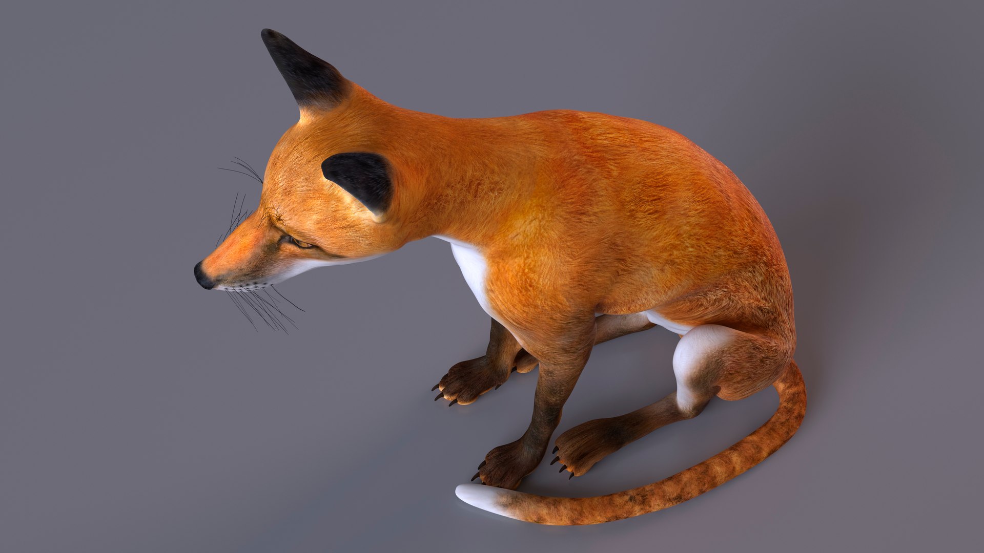 3D Wild Red Fox Sitting Pose - TurboSquid 2191941