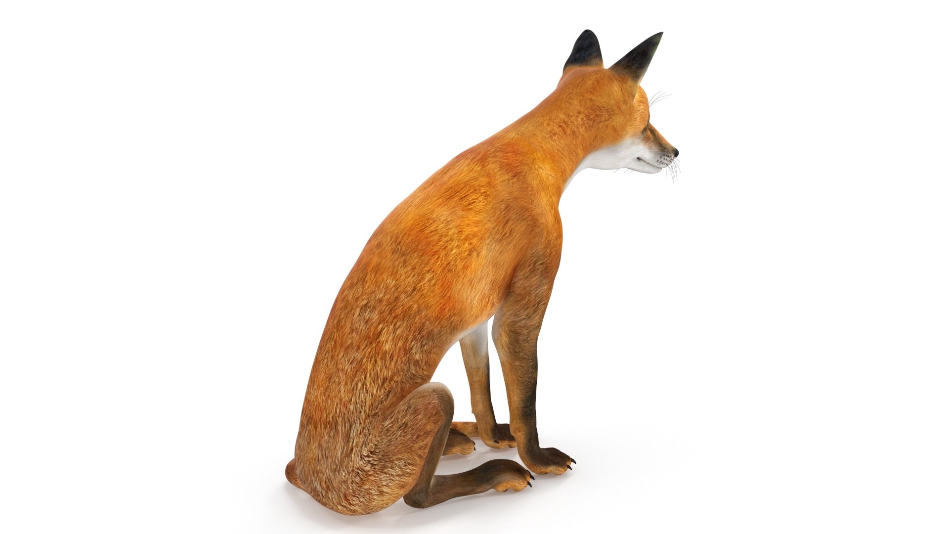 3D Wild Red Fox Sitting Pose - TurboSquid 2191941