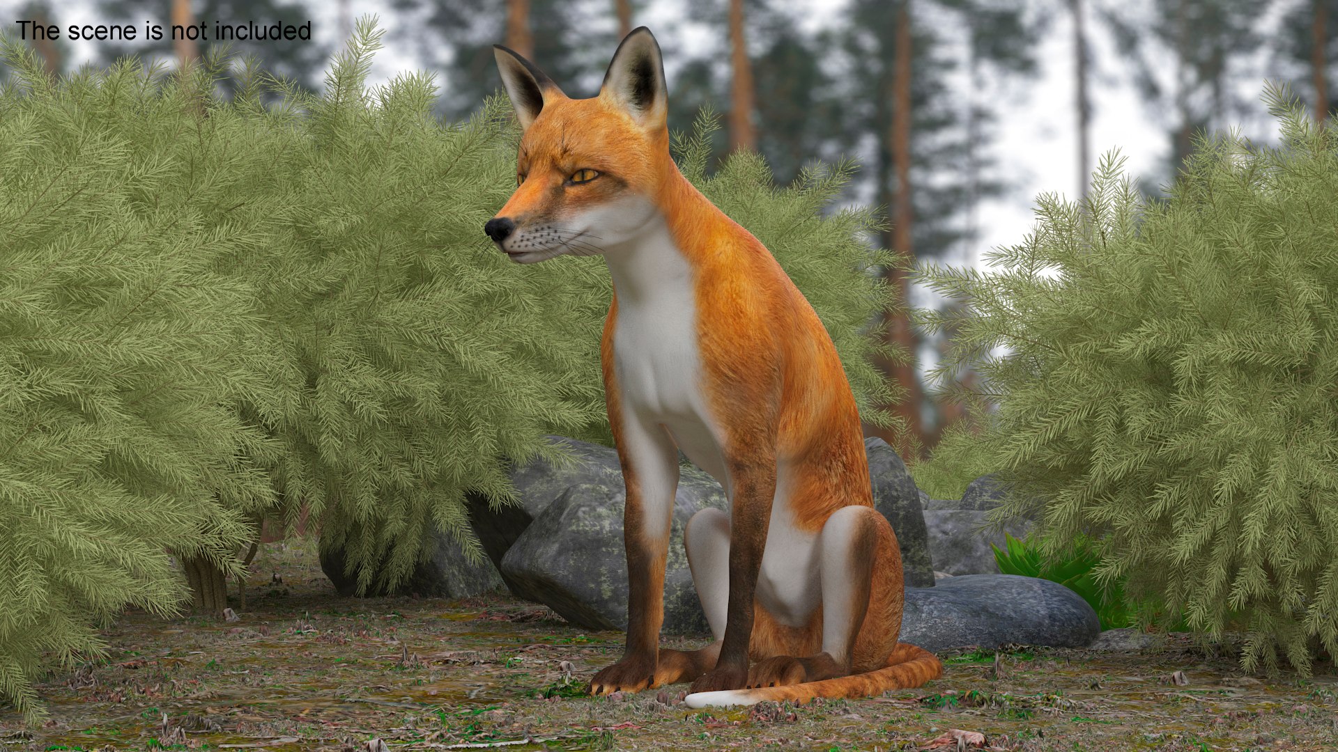 3D Wild Red Fox Sitting Pose - TurboSquid 2191941