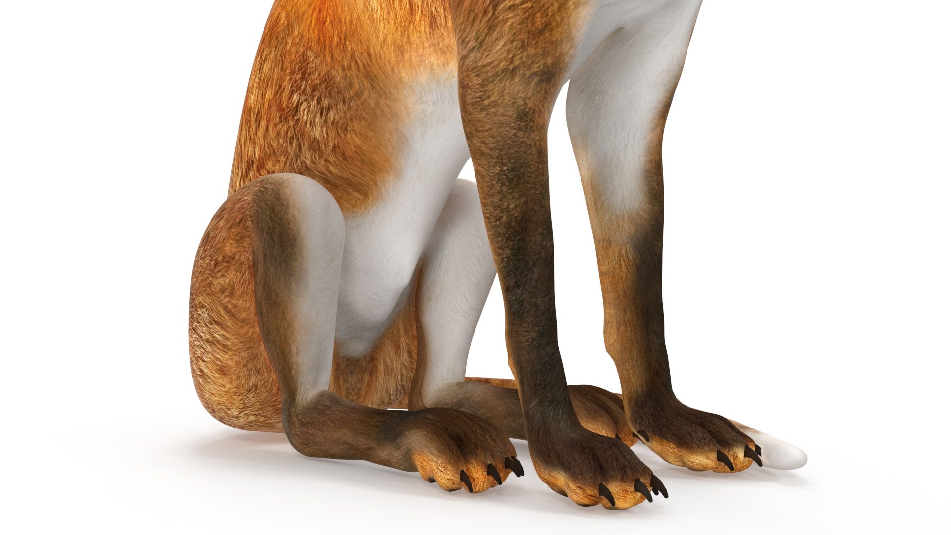 3D Wild Red Fox Sitting Pose - TurboSquid 2191941