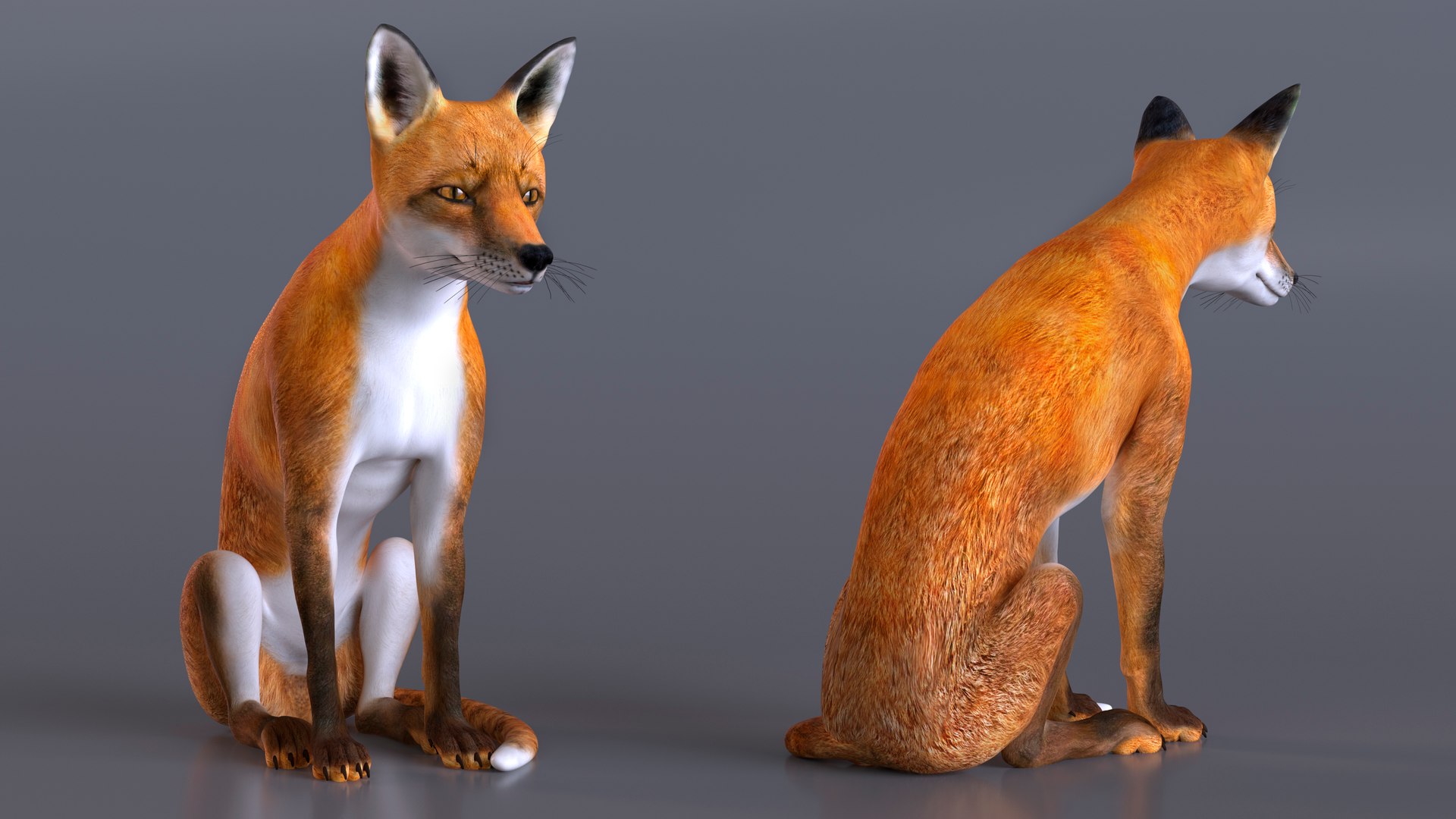 3D Wild Red Fox Sitting Pose - TurboSquid 2191941