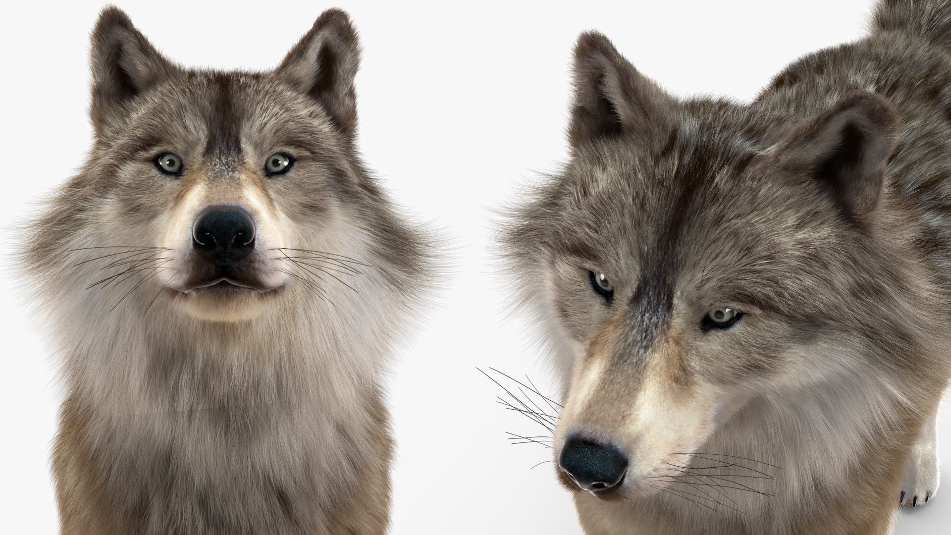 3D Model Grey Wolf Fur - TurboSquid 2215361