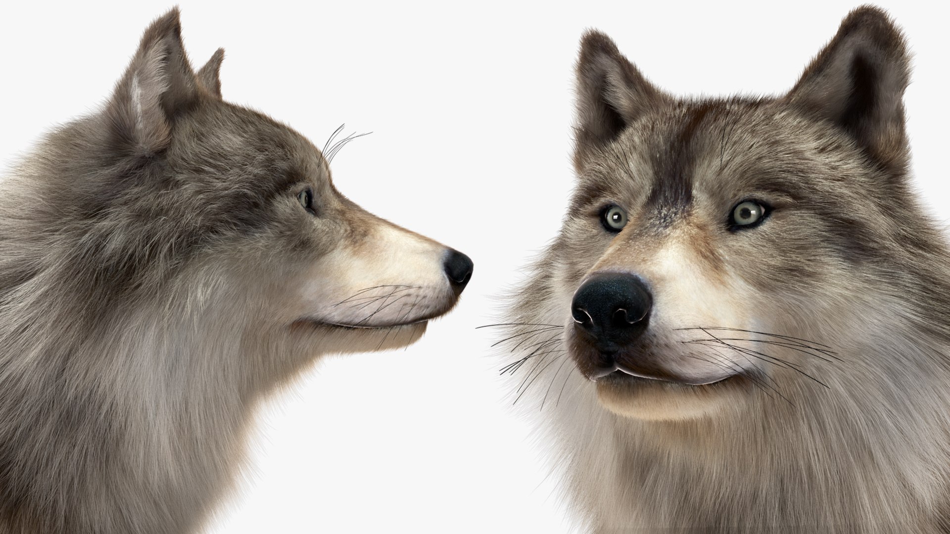 3D Model Grey Wolf Fur - TurboSquid 2215361