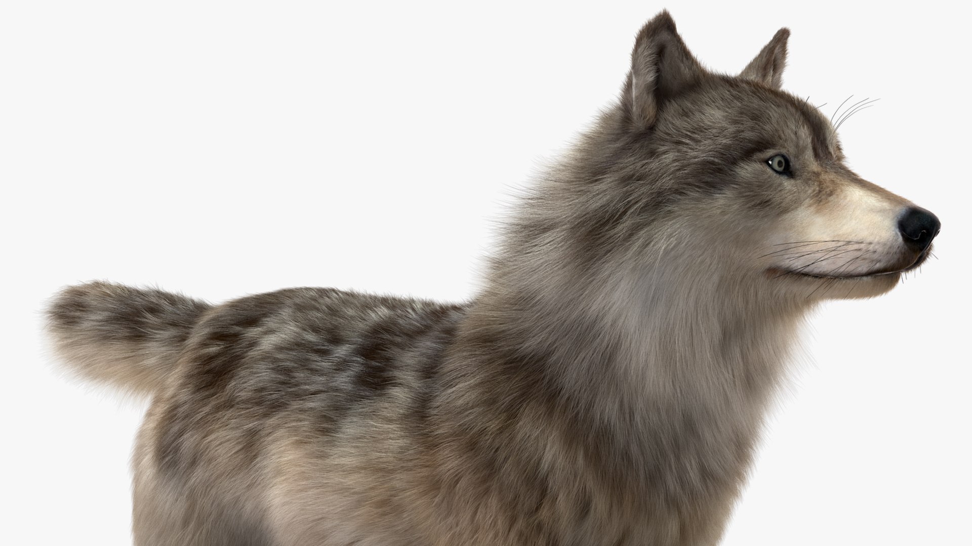 3D Model Grey Wolf Fur - TurboSquid 2215361