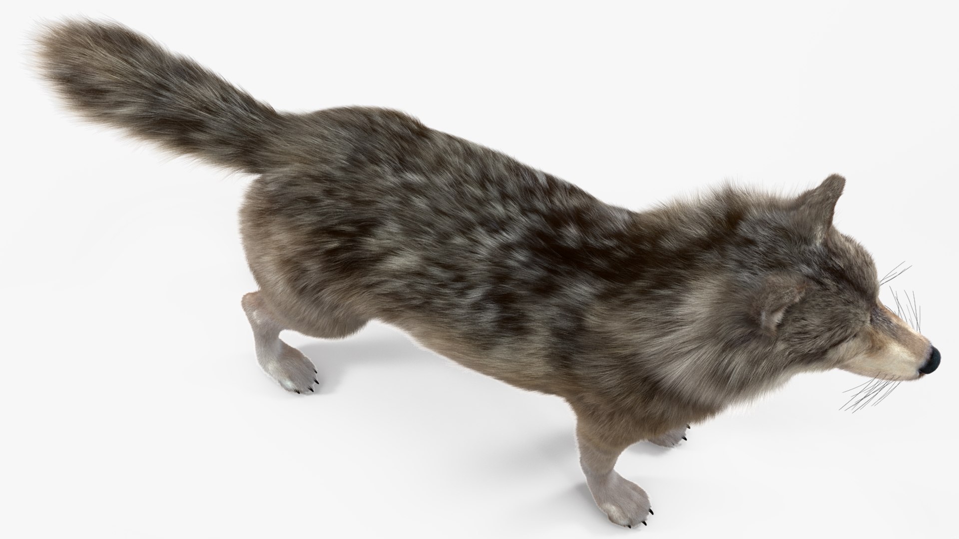 3D Model Grey Wolf Fur - TurboSquid 2215361