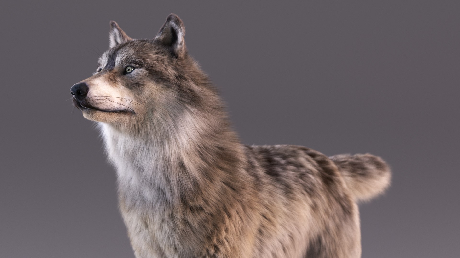 3D Model Grey Wolf Fur - TurboSquid 2215361